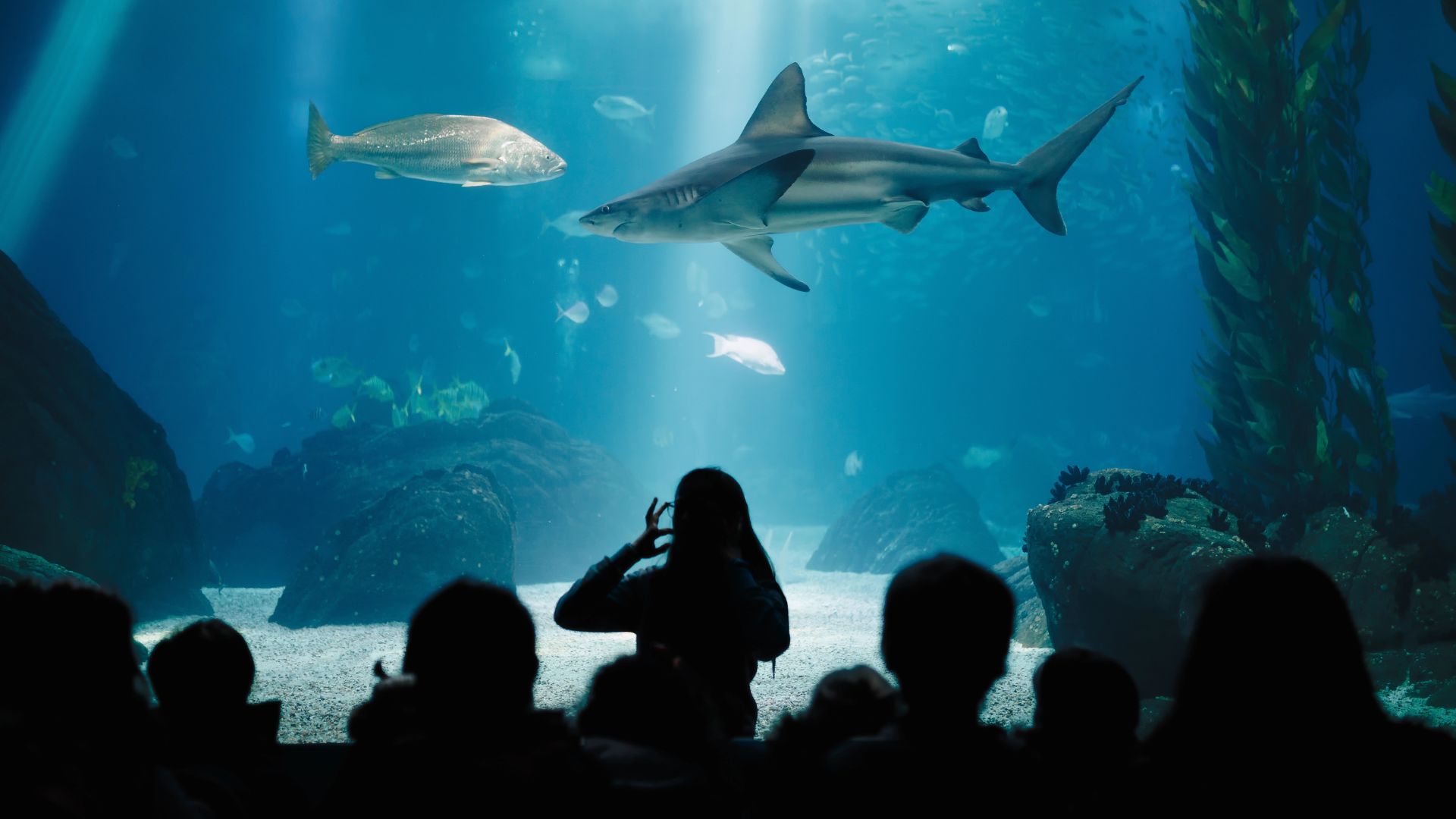 Lisbon Oceanarium: Buy Tickets Online | €25 | 2026